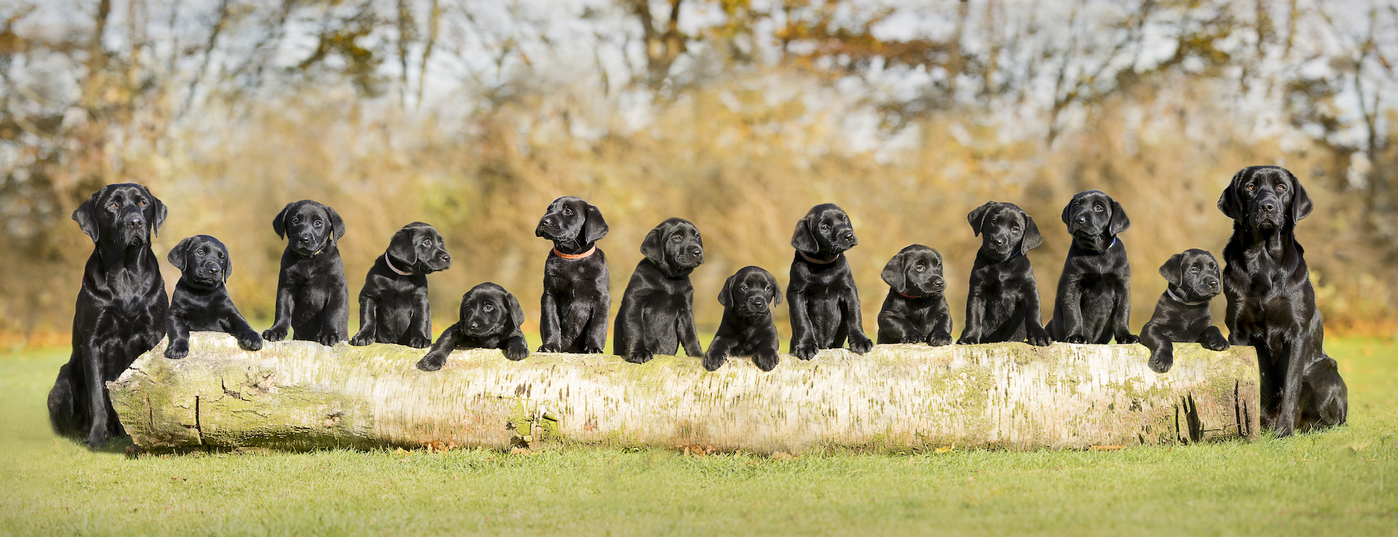 Creative Images – Fine Art Animal Photography