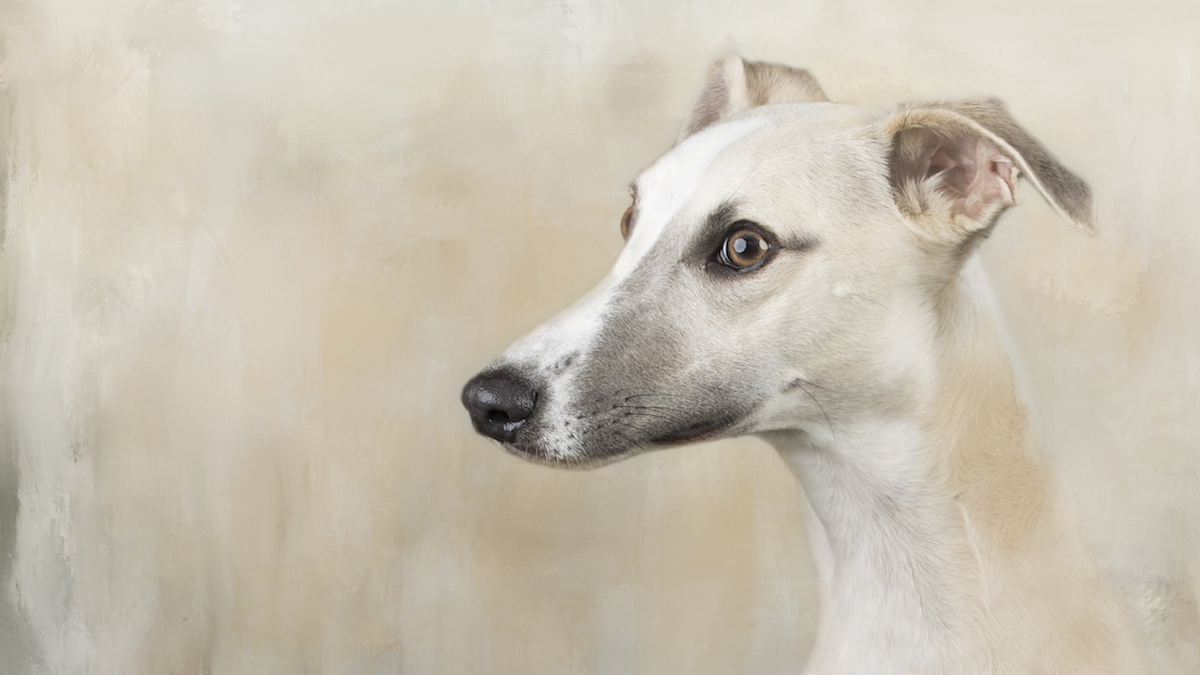 Fine Art Animal Photography